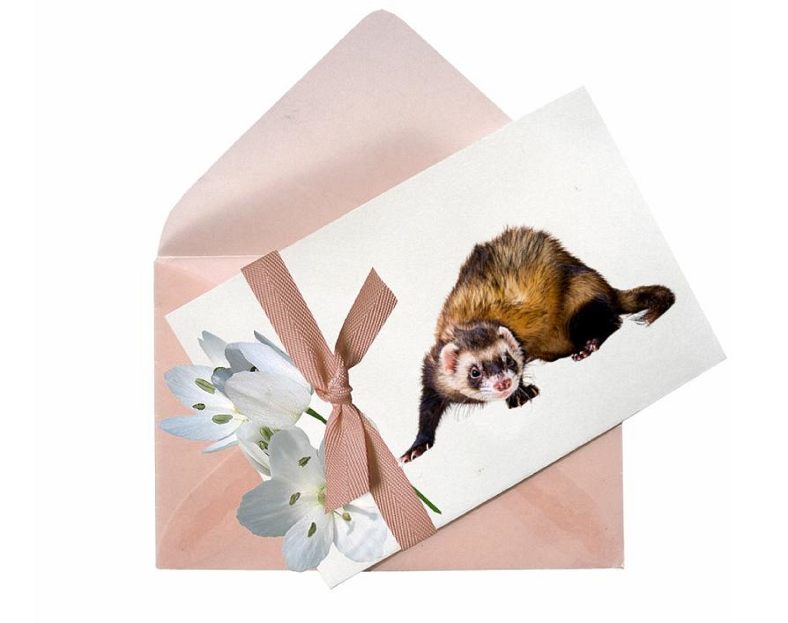 Realistic Ferret PNG Digital Ferrets With Transparent | Etsy