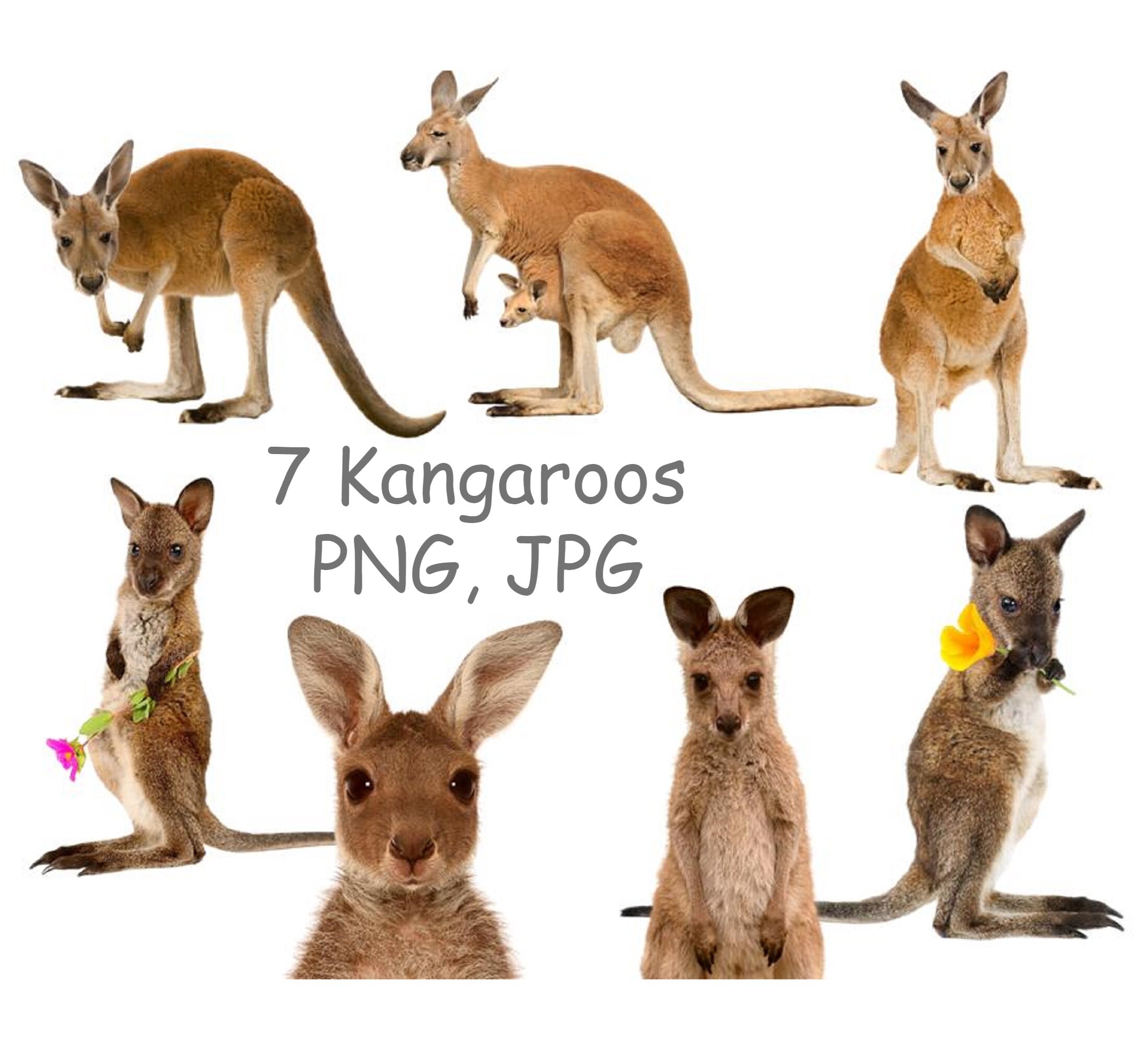 Baby Kangaroo Clipart Black And White Cross