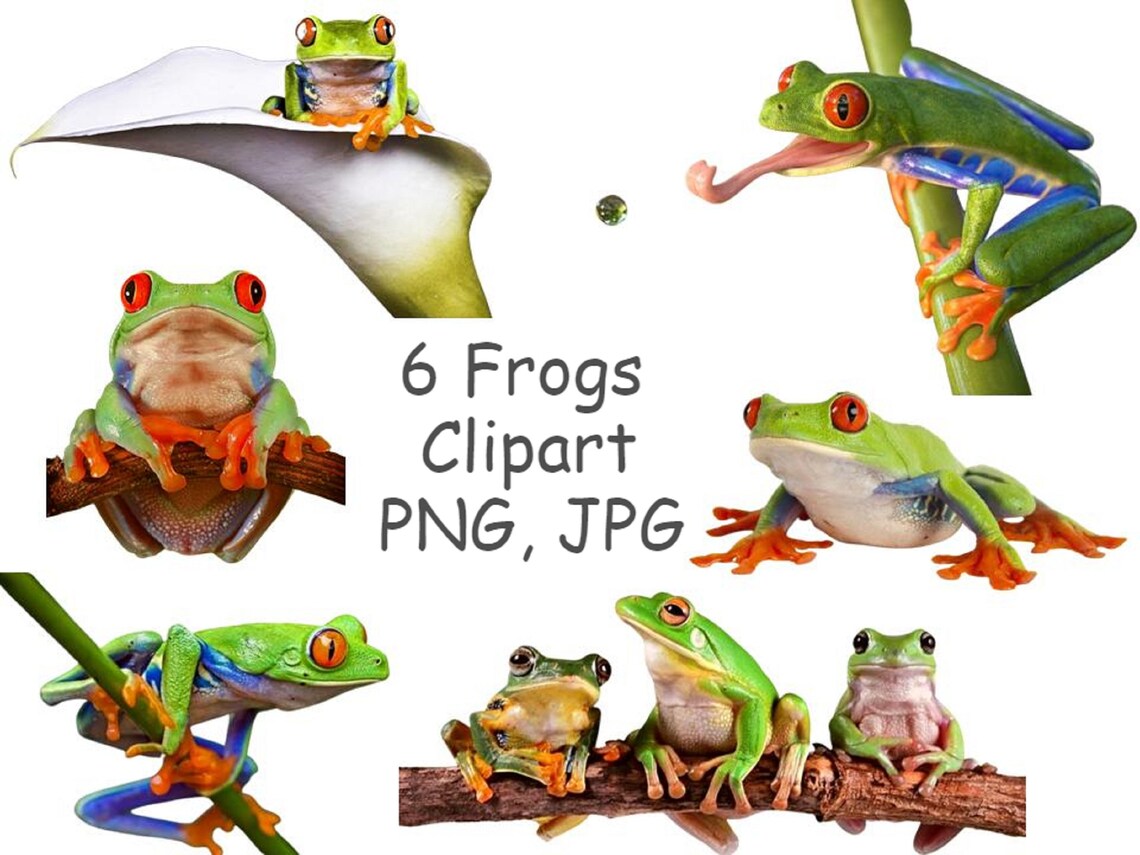 Frog PNG Tree Frogs Clipart With Transparent Background Cute - Etsy