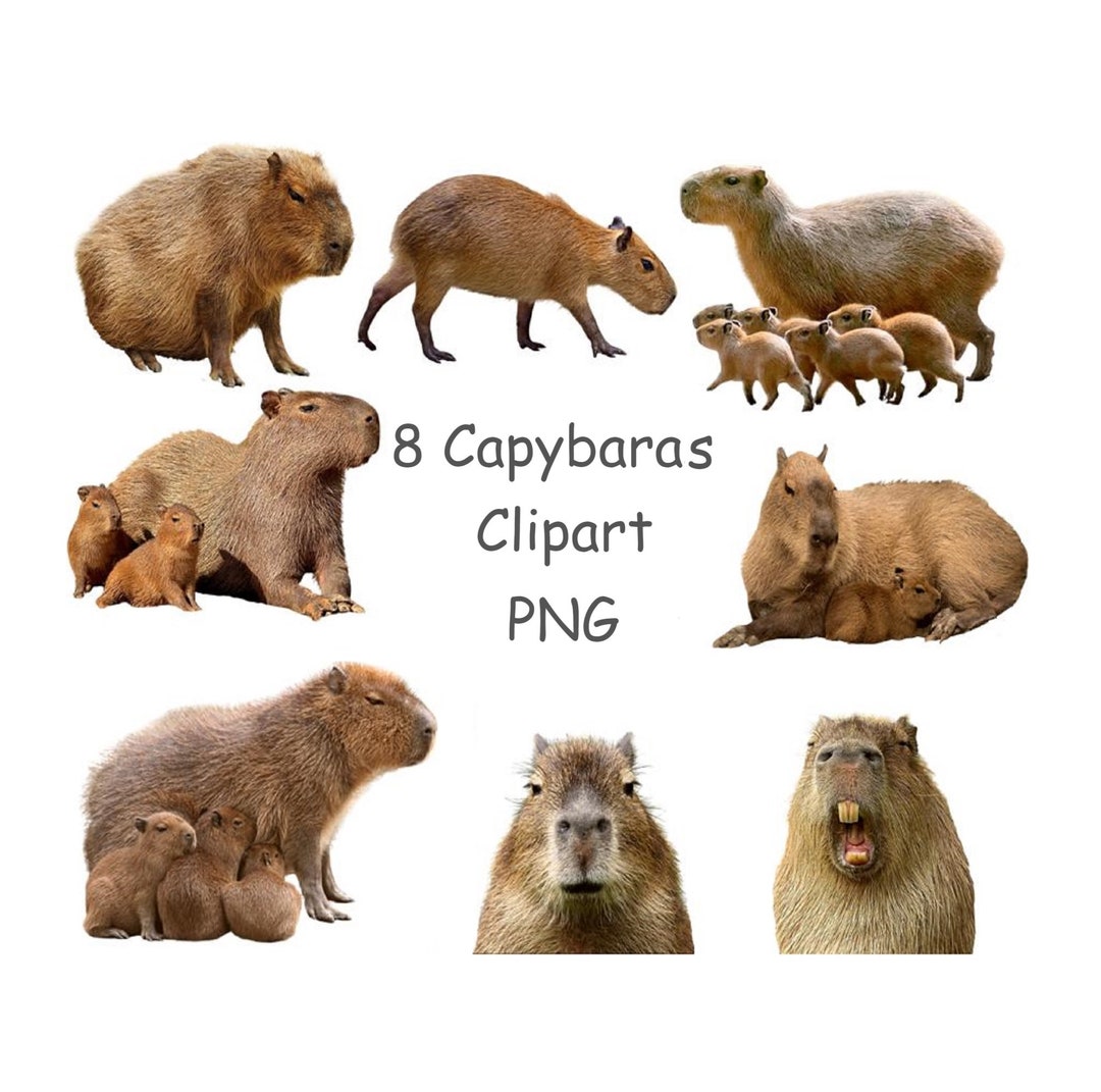 Capybara Clip Art PNG With Transparent Background for Sublimation - Etsy