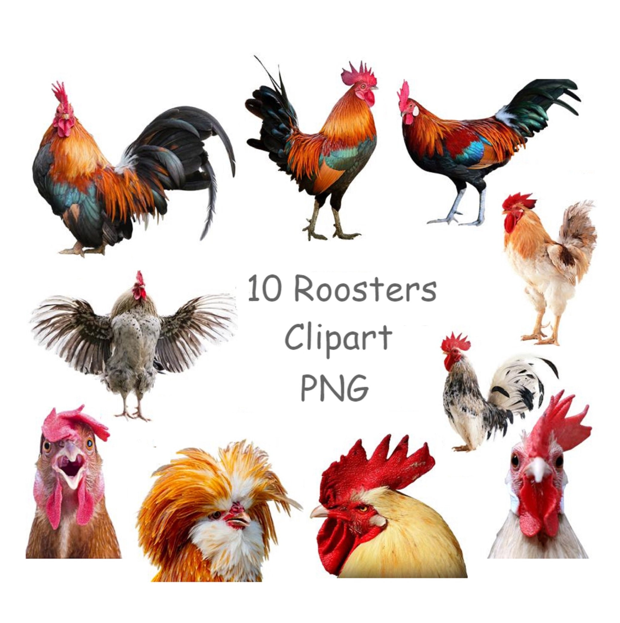 Rooster Clip Art PNG Cute Animal Clipart With Transparent Background - Etsy