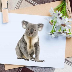 Koala Clipart PNG Australian Animals Clip Art Cute Animals - Etsy UK