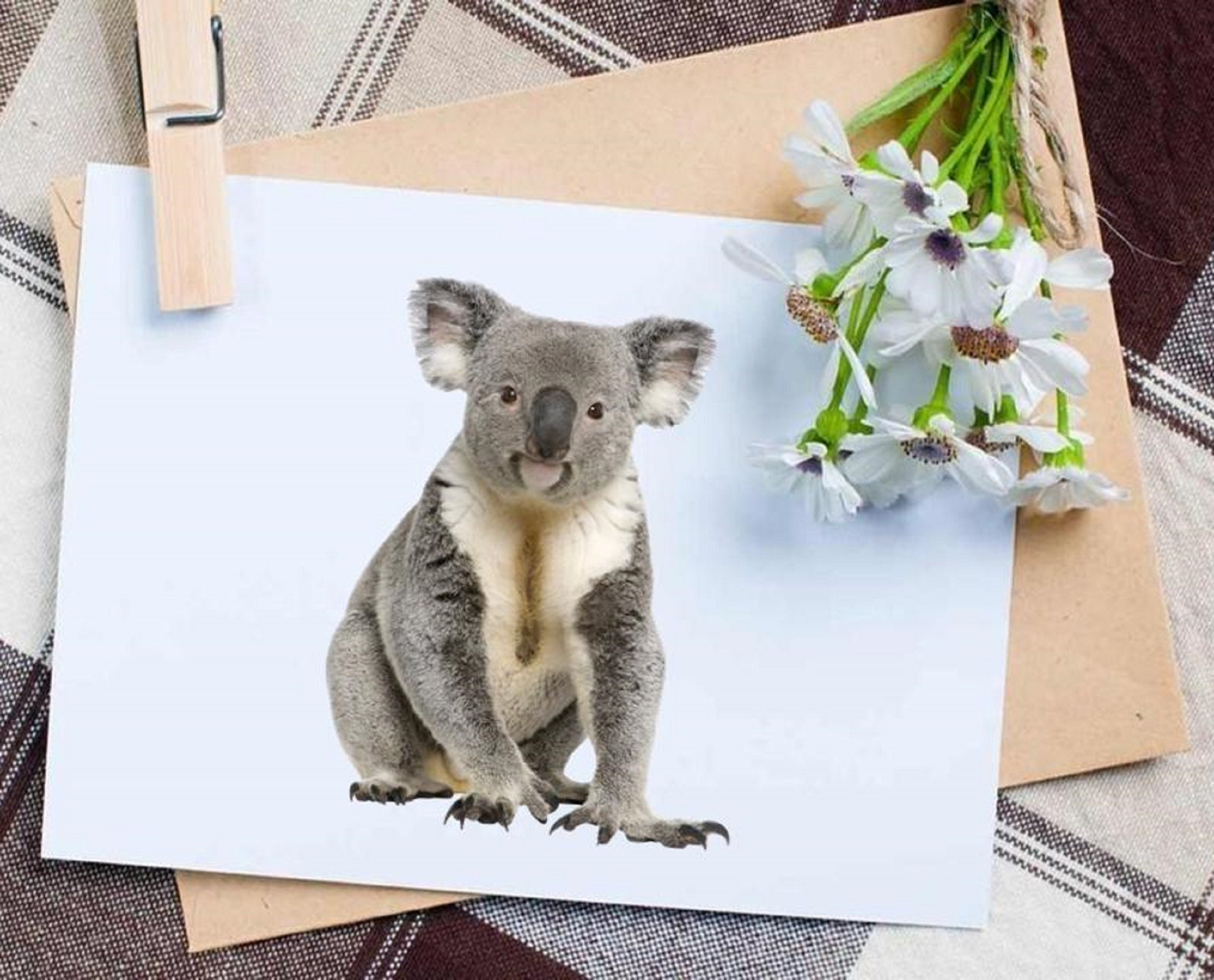 Koala Clipart PNG Australian Animals Clip Art Cute Animals - Etsy UK
