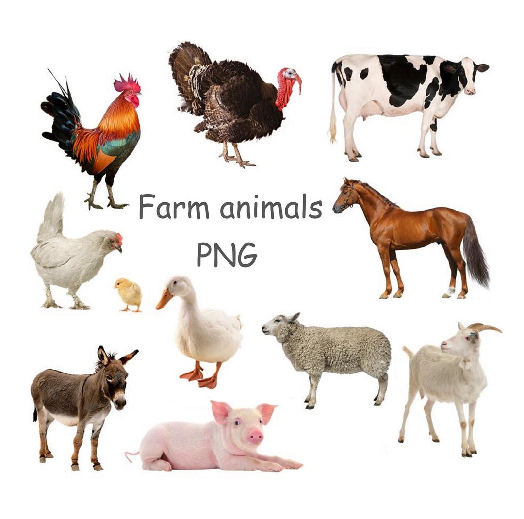Farm Animals Clipart, Barn Animals PNG With Transparent Background - Etsy