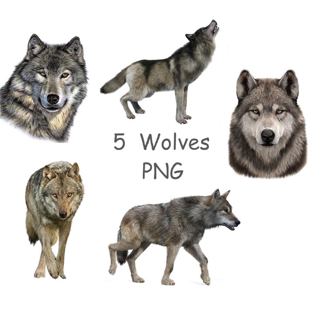 Wolf Clipart PNG, Realistic Wolves Clip Art, Printable Wolf With ...