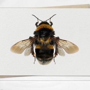 Bumble Bee Clipart With Transparent Background, Insect Clip Art PNG ...