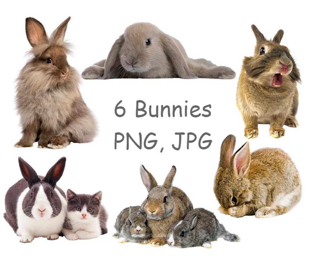 Bunny Png Files, Bunny Clipart Png, Rabbit Png Bundle, Hare Clip Art ...