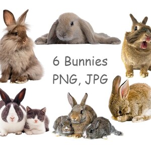 Bunny Png Files, Bunny Clipart Png, Rabbit Png Bundle, Hare Clip Art ...