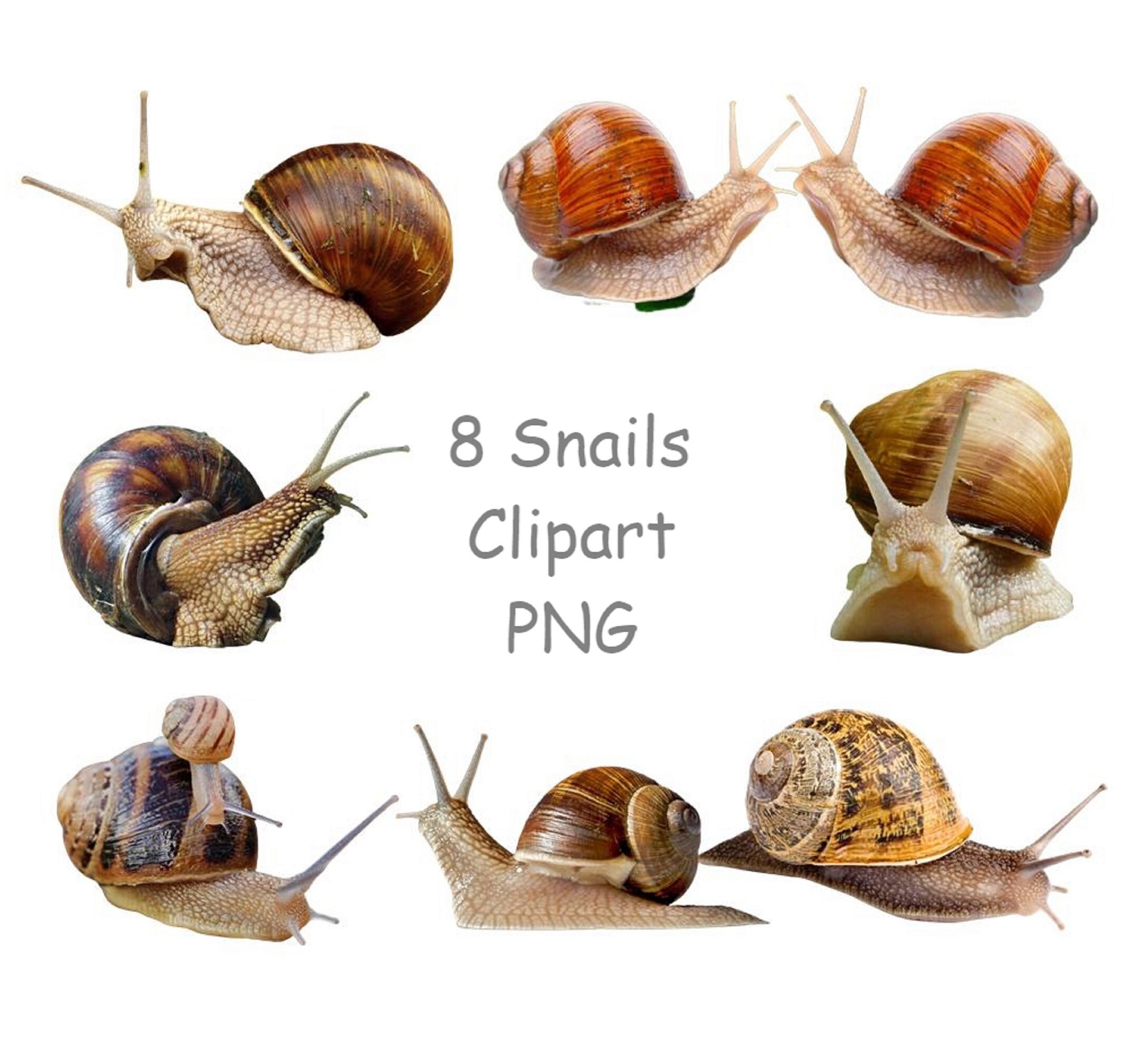Turbo The Snail Images Clipart