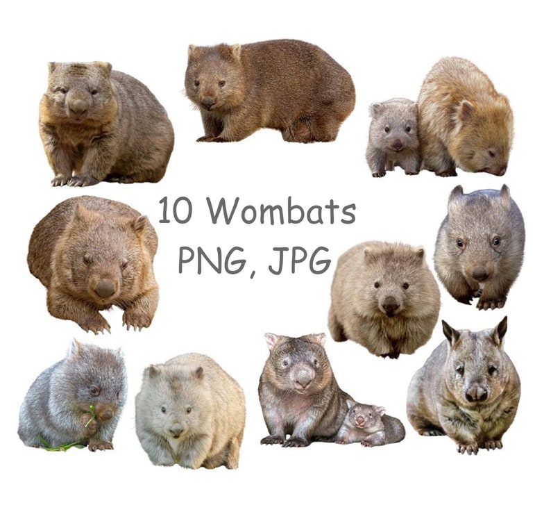 Wombat PNG Australian Animals Cute Animals Clipart With - Etsy Australia