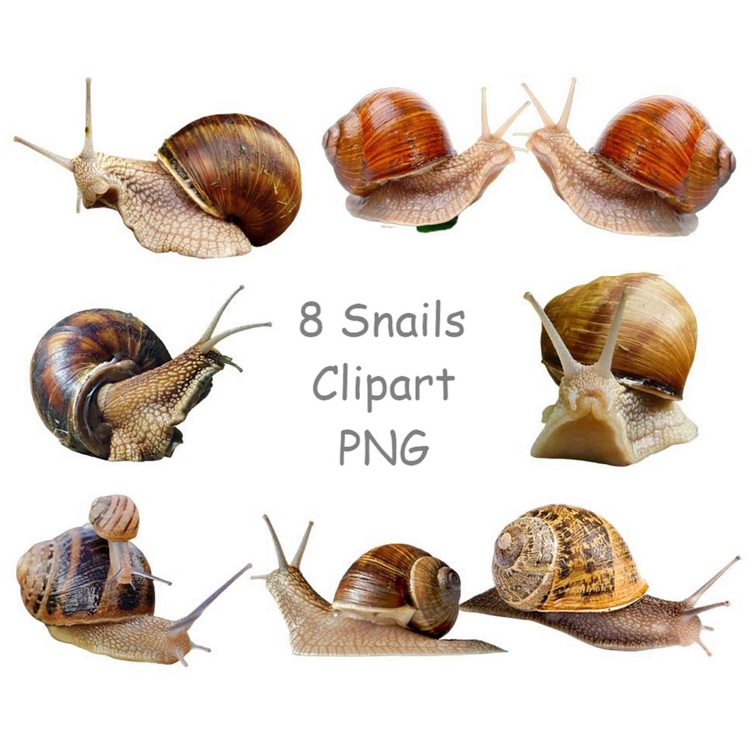 Snail PNG Cute Animal Clipart With Transparent Background - Etsy