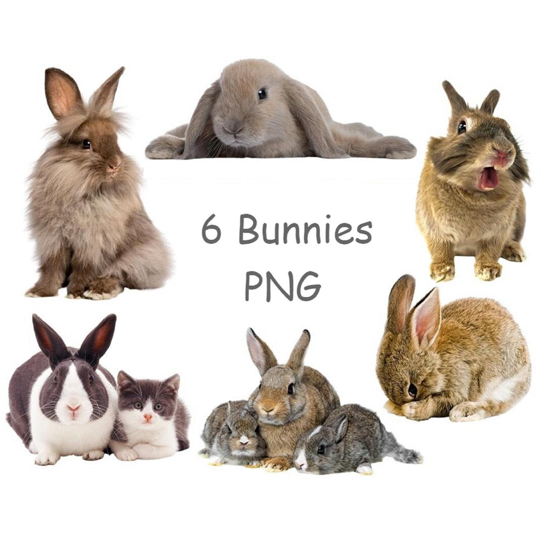 Bunny Png Files, Bunny Clipart Png, Rabbit Png Bundle, Hare Clip Art ...