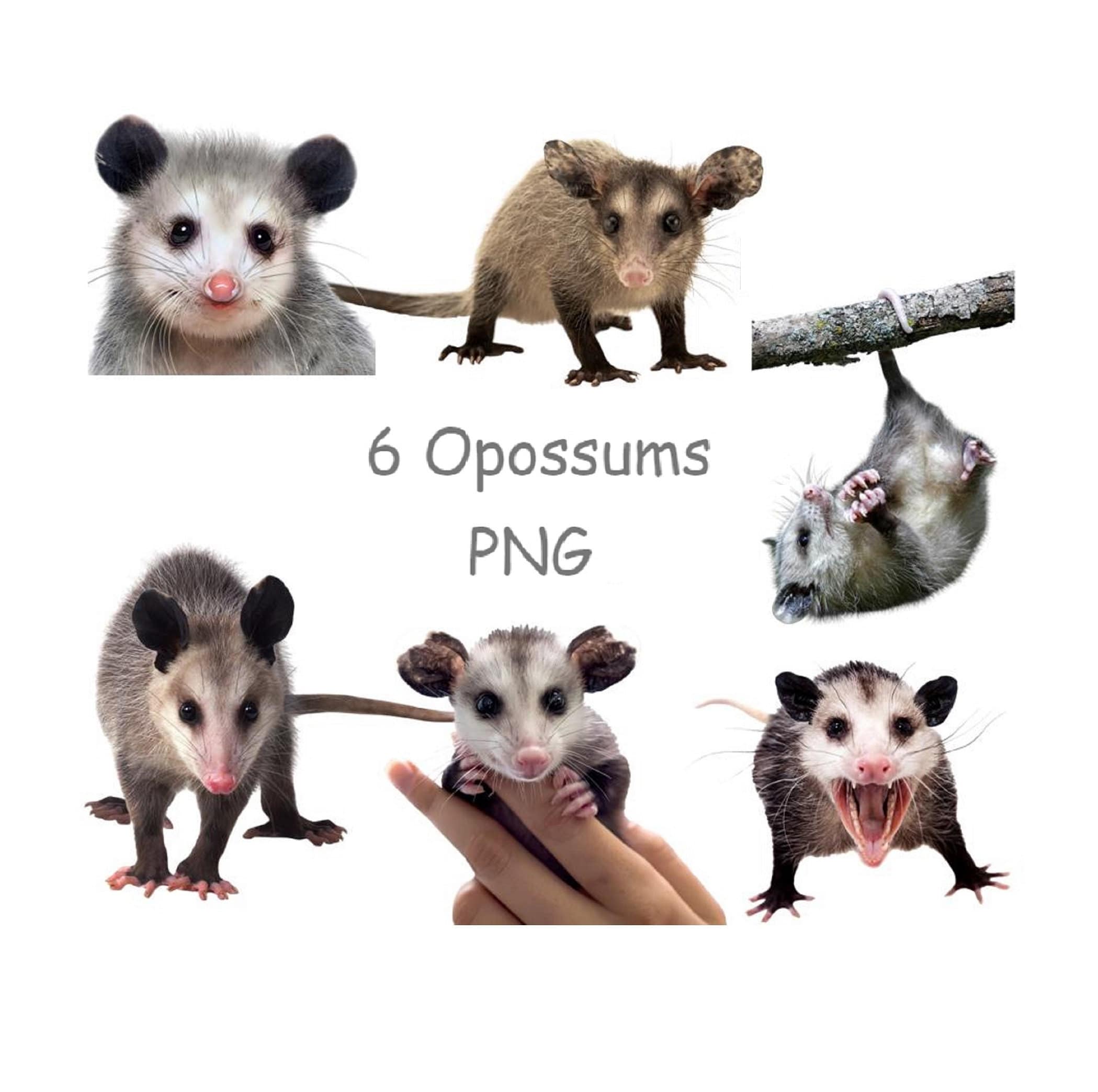 Opossum Clipart
