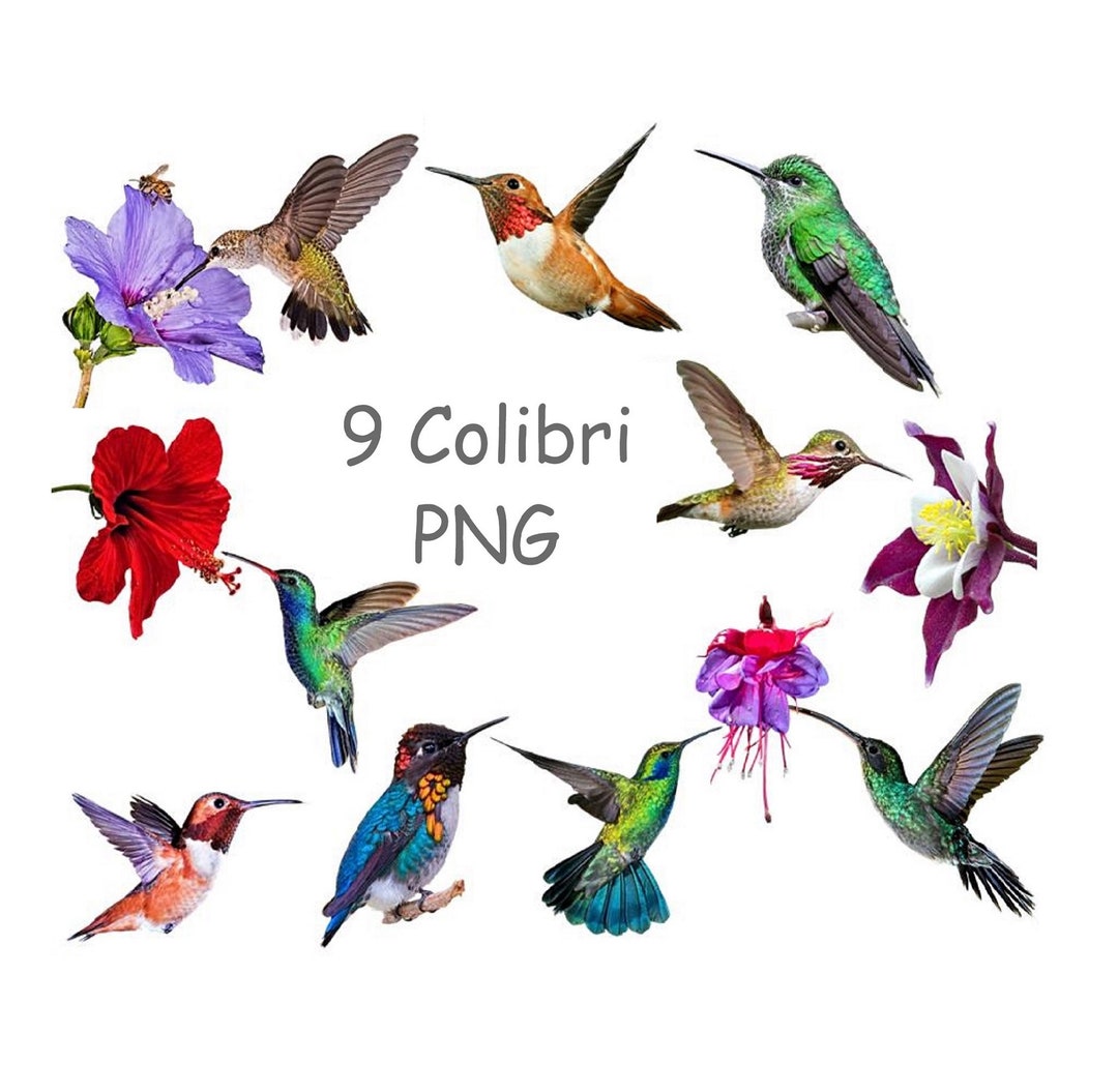 Hummingbird Png, Colibri Clipart, Cute Animal Animal With Transparent ...