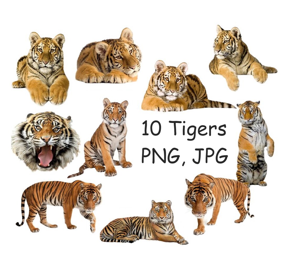 Tiger PNG, Tiger Clipart, Safari Animals Clipart, Jungle Animals PNG ...