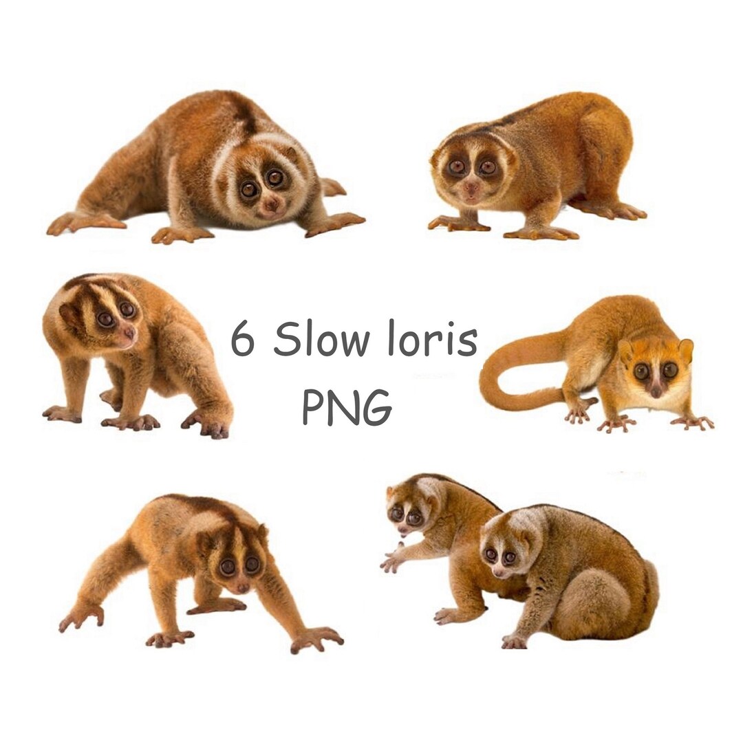 Slow Loris Clipart, Primate PNG, Wild Animals Clipart With Transparent ...