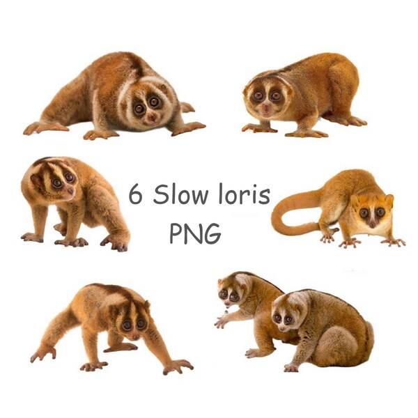 Slow Loris - Etsy