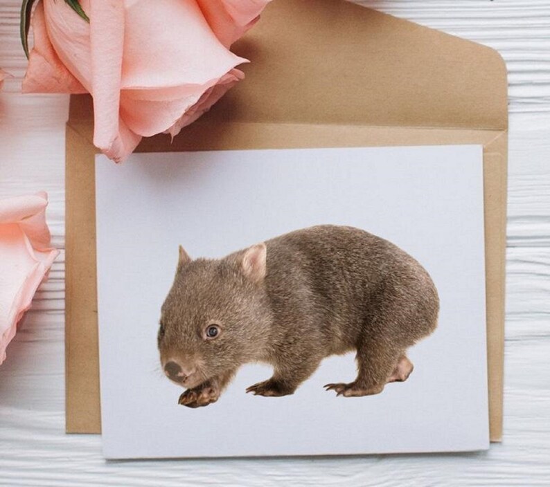 Australian Animals Clipart Koala PNG Echidna Quokka - Etsy Canada