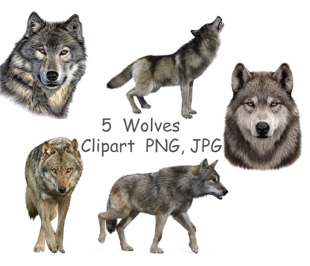 Wolf Clipart PNG, Realistic Wolves Clip Art, Printable Wolf With ...
