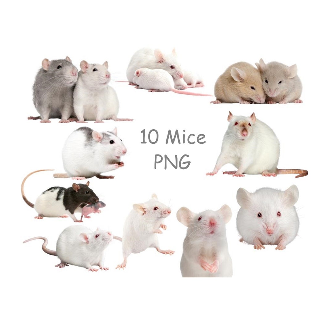 White Mouse PNG, Rats PNG, Cute Animals Clipart With Transparent ...