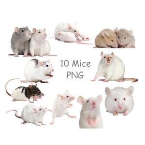 White Mouse PNG, Rats PNG, Cute Animals Clipart With Transparent ...