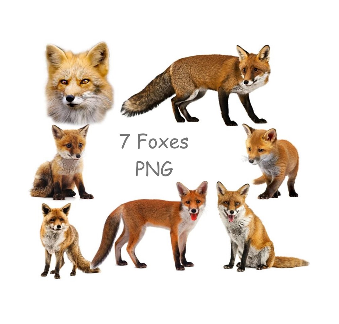 Fox PNG Cute Animal Clipart With Transparent Background Woodland ...