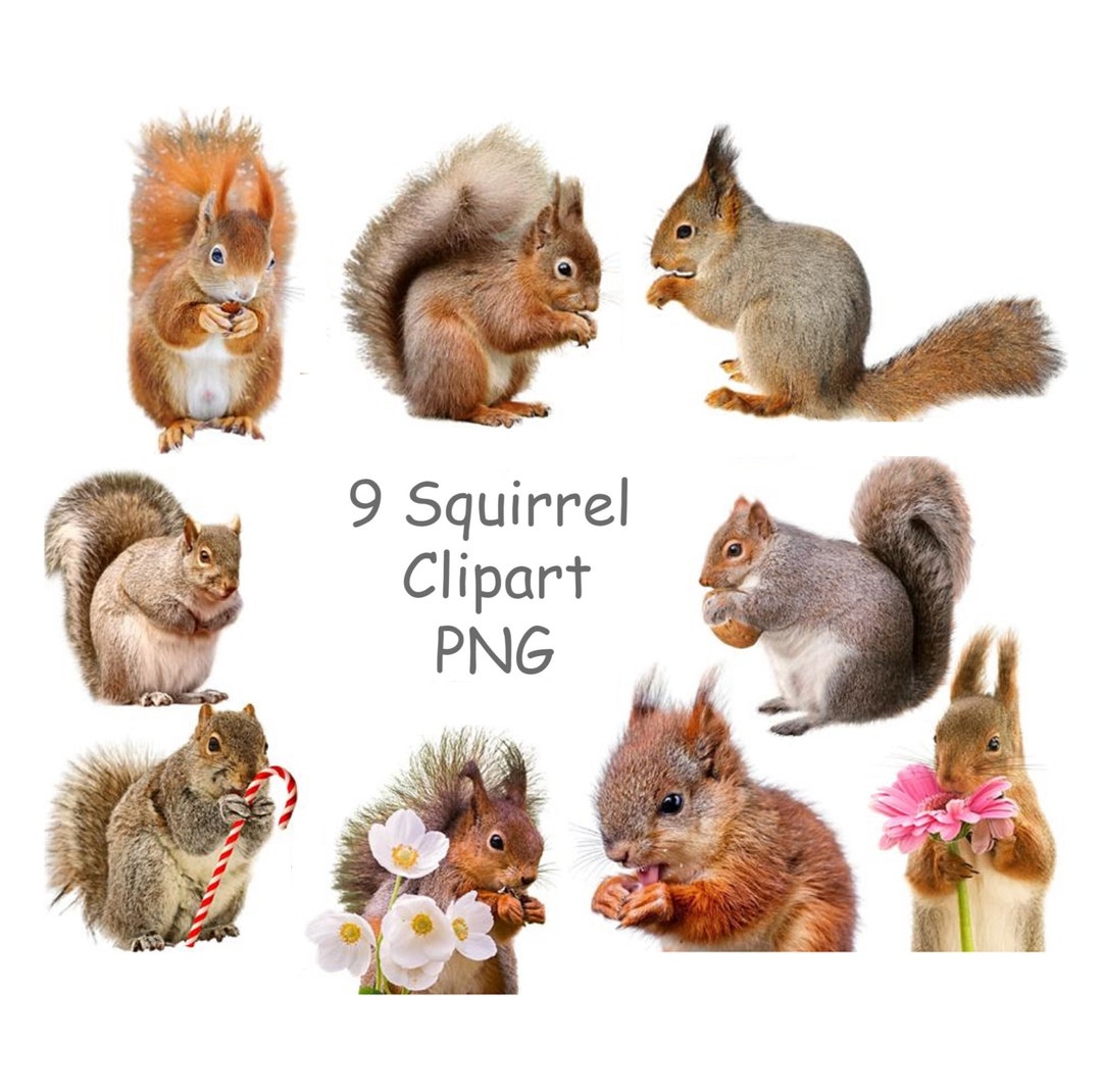Squirrel Png Cute Animal Clipart With Transparent Background Squirrel ...