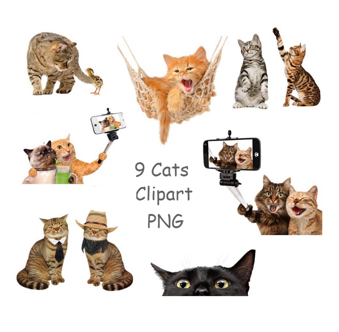 Cat Clipart Png Kitten Clip Art With Transparent Background Cats Png - Etsy