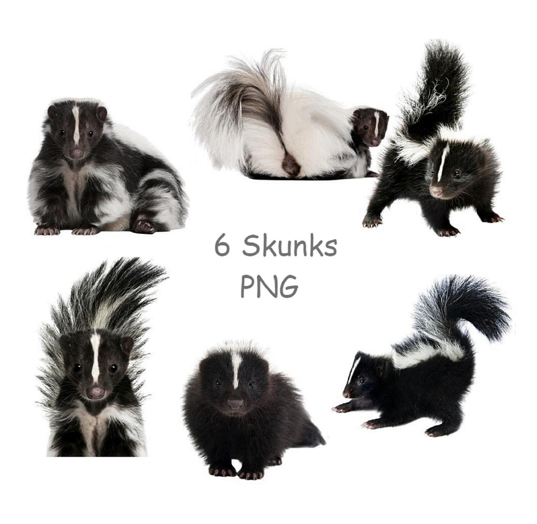 Skunk PNG, Skunks Printables, Cute Animal Clipart With Transparent ...