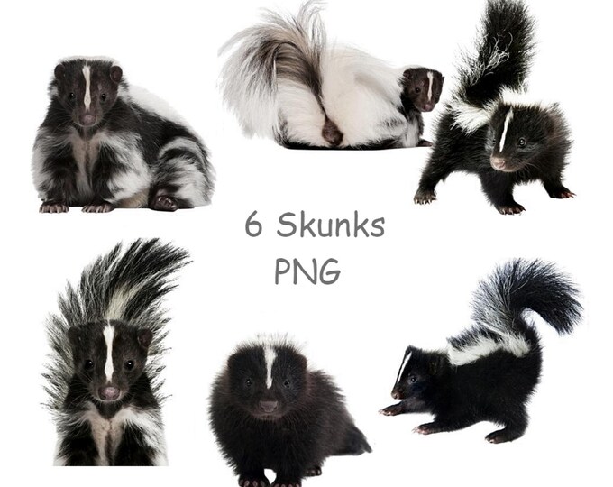 27 Süßes Stinktier PNG Clipart-Bundle, Cartoon entzückende Stinktier ...