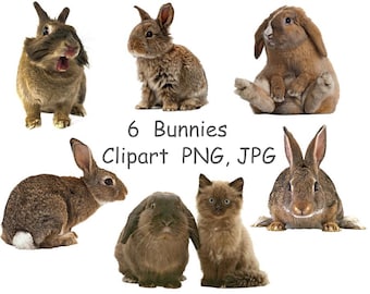 Rabbit Clip Art | Etsy