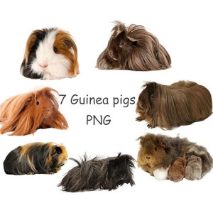 Guinea Pig Png, Cute Animal Clipart With Transparent Background, Long ...