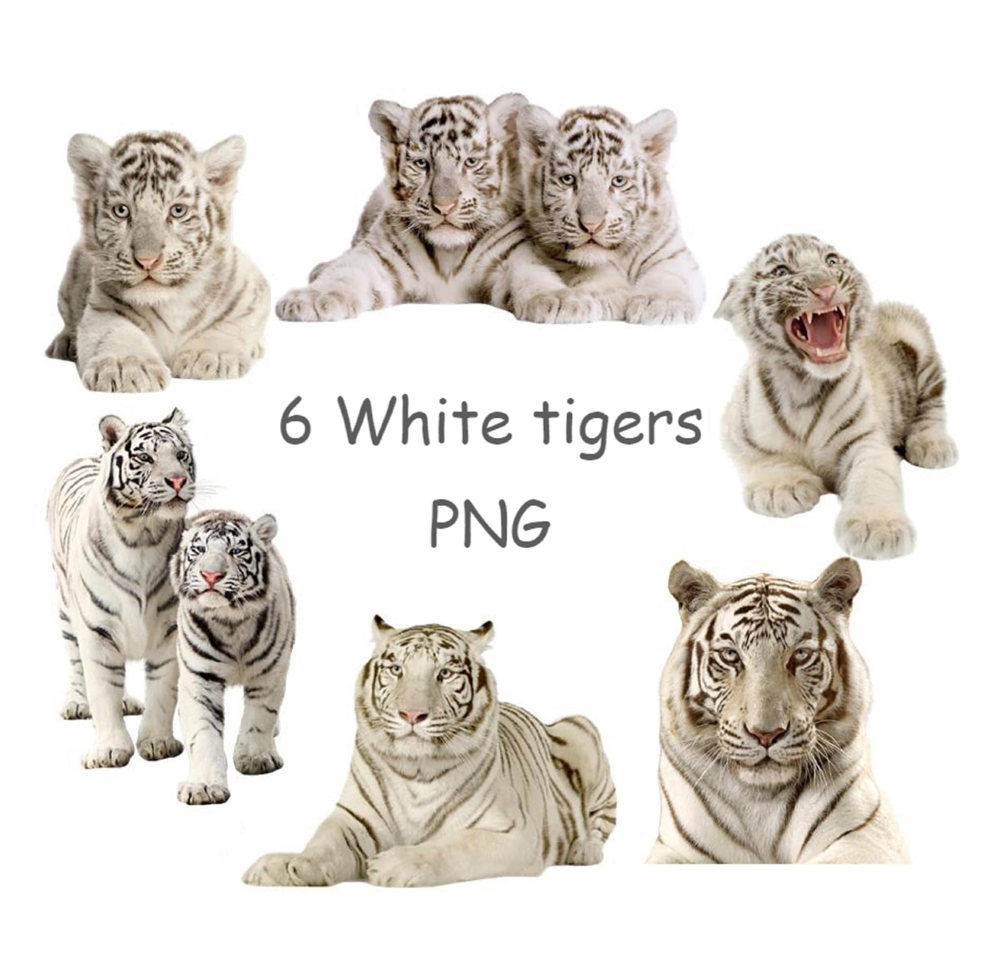 Types Of White Tigers