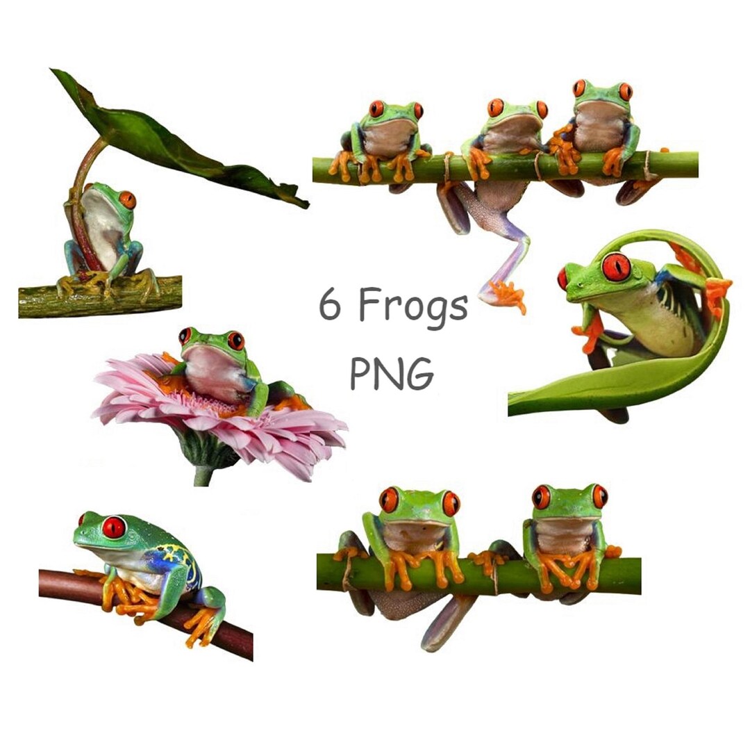 Tree Frogs PNG, Cute Animal Clipart With Transparent Background ...