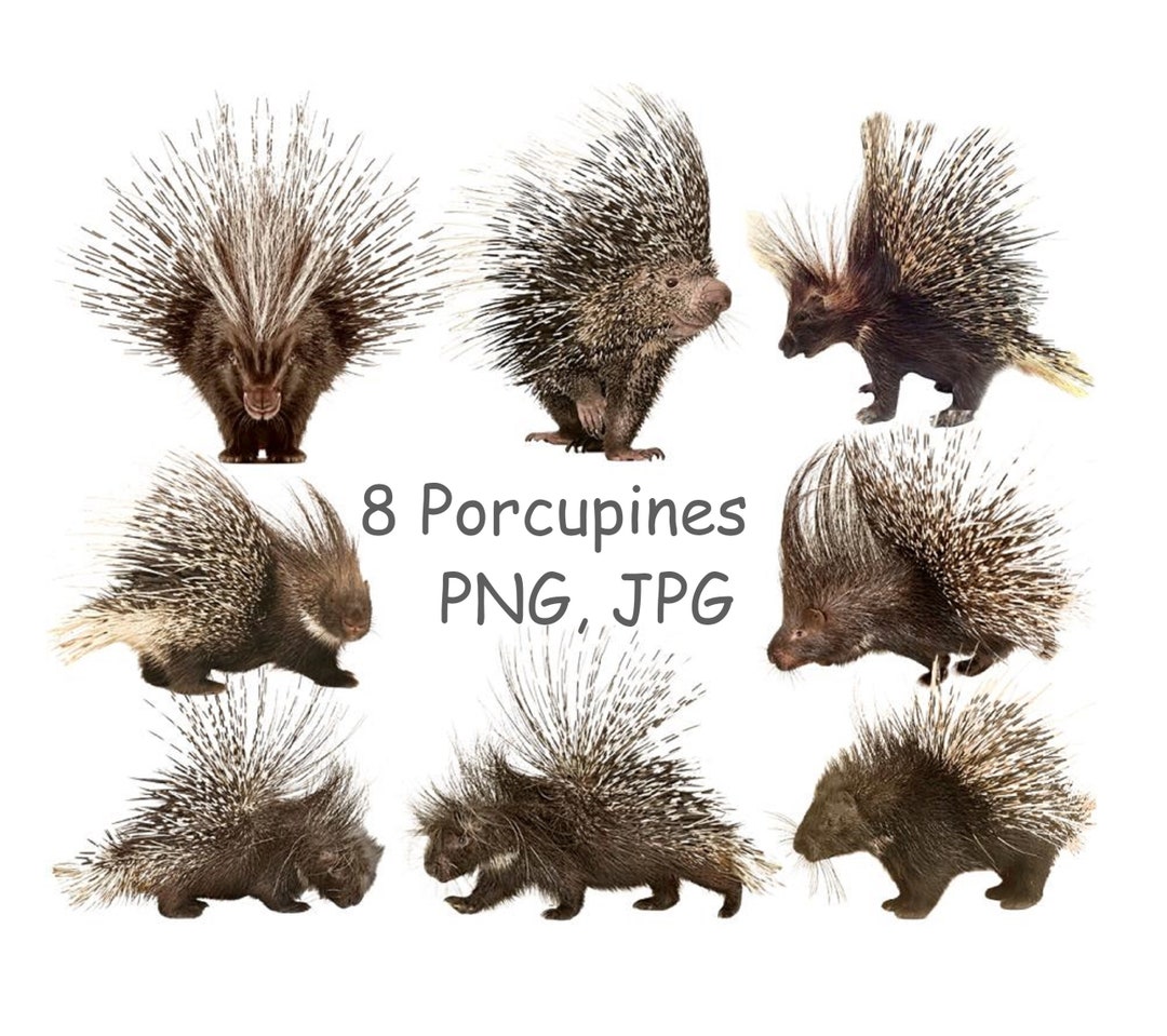 Porcupine Clipart With Transparent Background, Porcupine PNG, Cute ...
