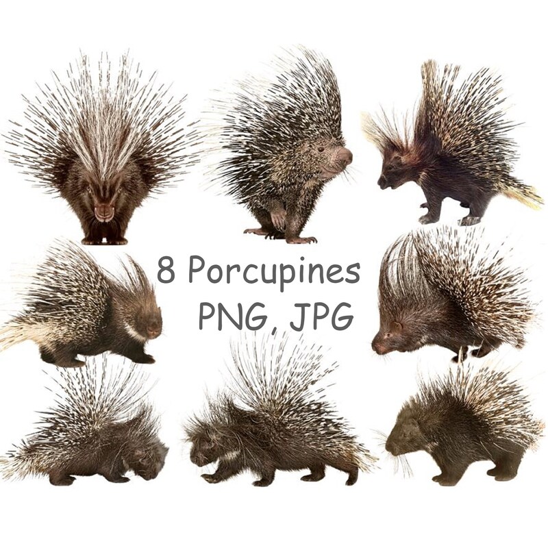 Porcupine Art - Etsy