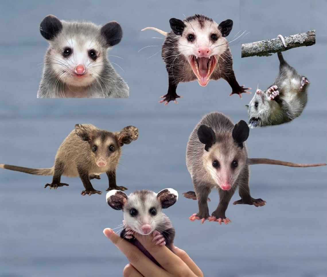 Opossum Clipart PNG Cute Animal Clip Art With Transparent | Etsy