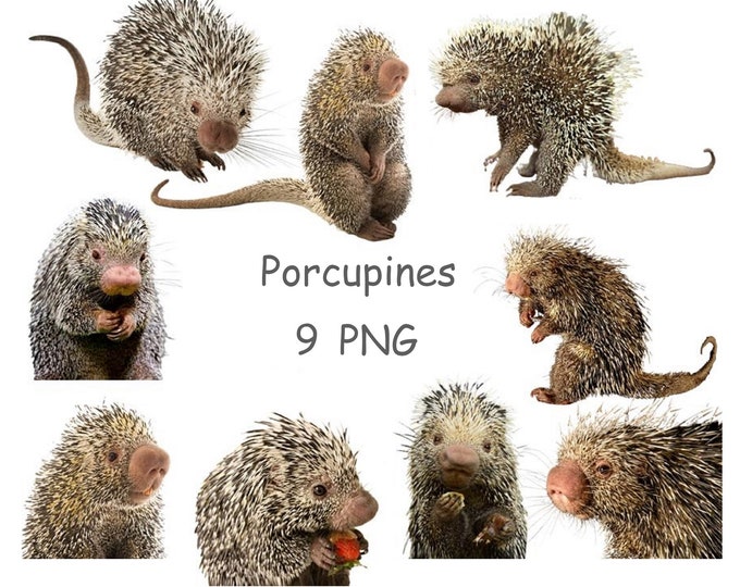 30 JPG Cute Porcupine Clipart Bundle, Cute Baby Porcupine Clipart ...