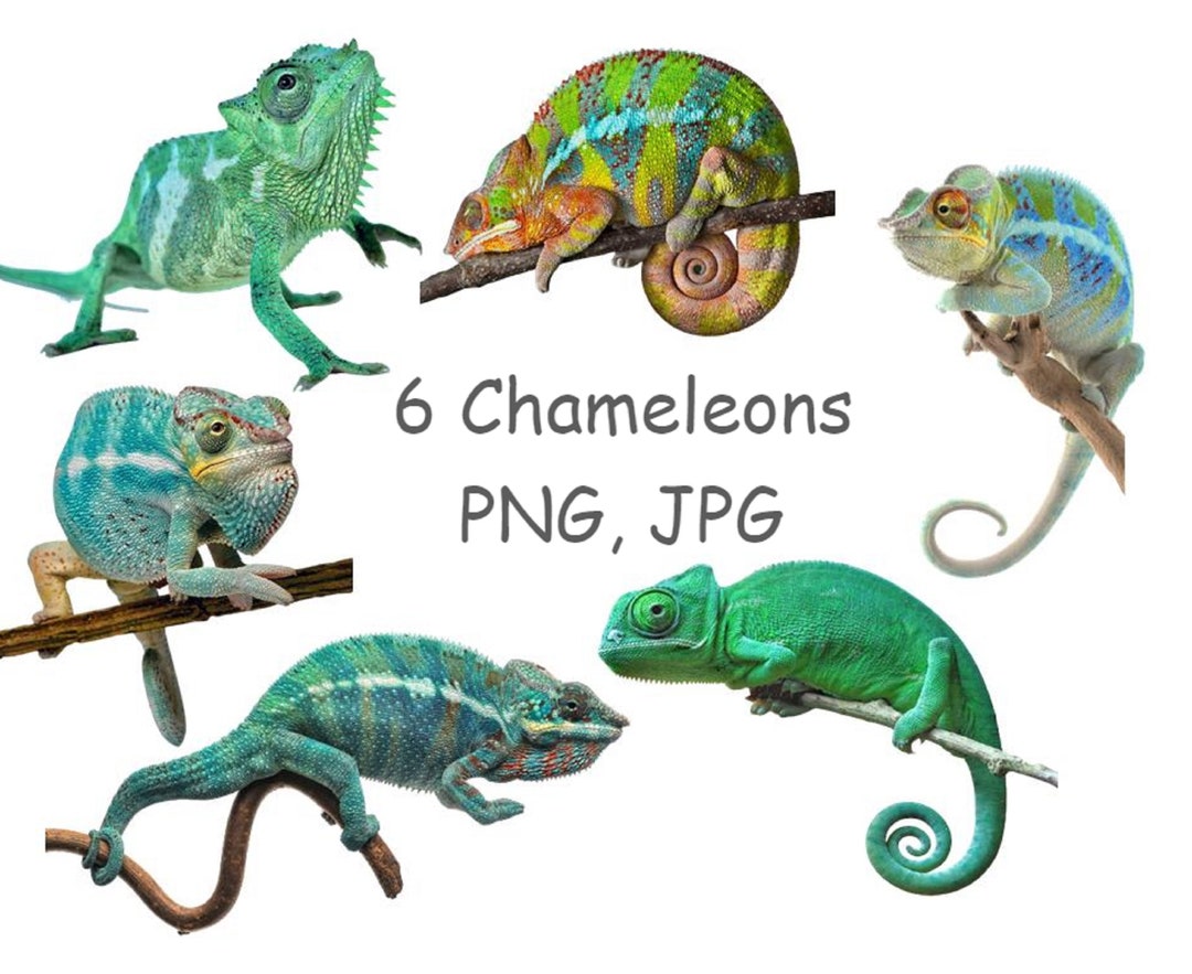 Chameleon PNG, Lizard Clipart, Cute Animal Clipart With Transparent ...