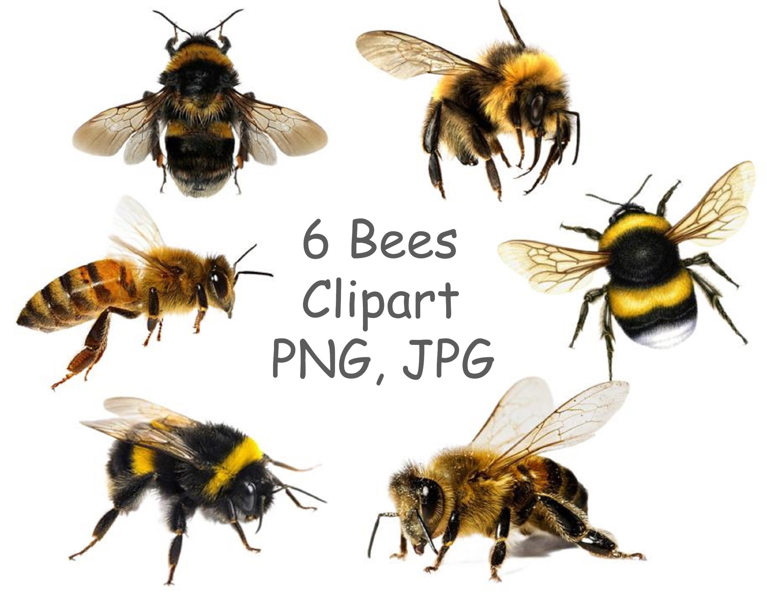 Bumble Bee Clipart With Transparent Background Insect Clip - Etsy UK