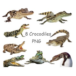 Crocodile PNG, Alligator Clipart, Reptile PNG, Predators Clipart ...
