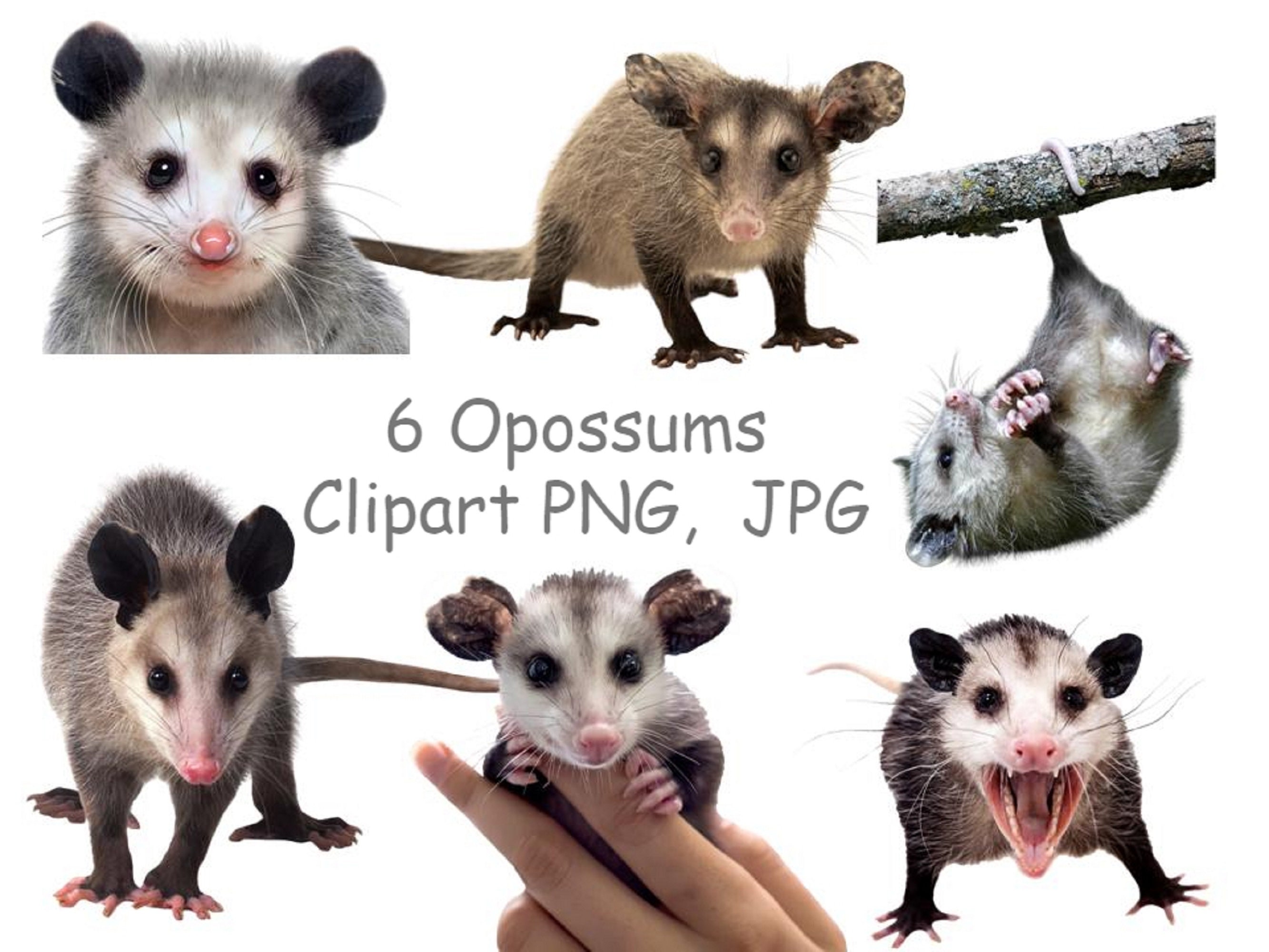 Opossum Clipart PNG Cute Animal Clip Art With Transparent - Etsy Canada