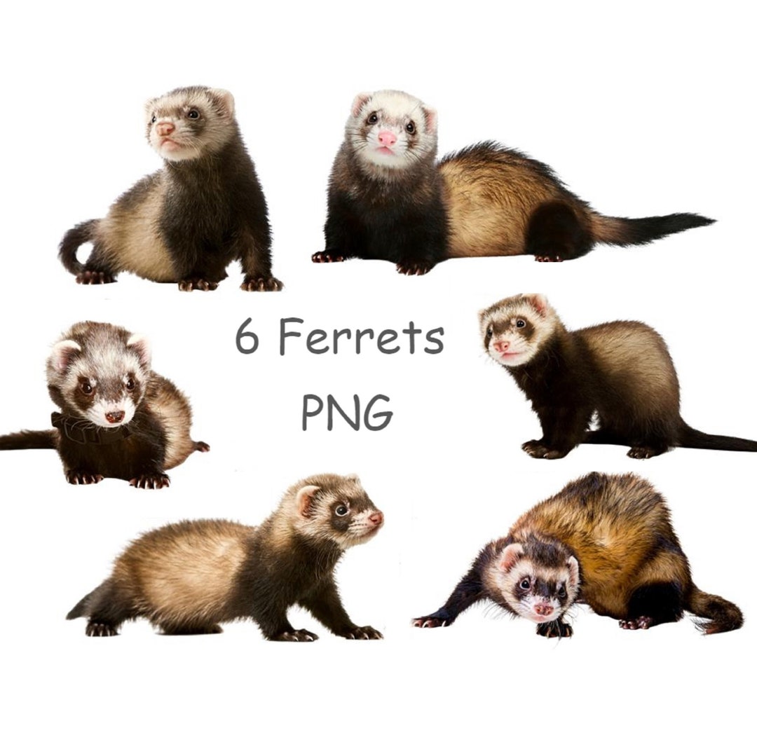 Realistic Ferret PNG Digital Ferrets With Transparent Background Cute ...