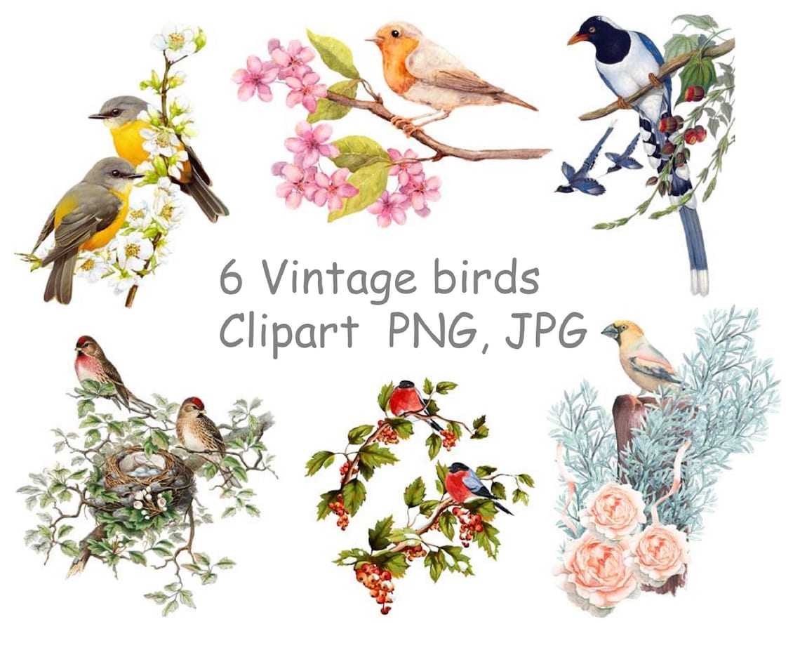 Vintage Birds Clipart PNG Vintage Flowers Clip Art With - Etsy