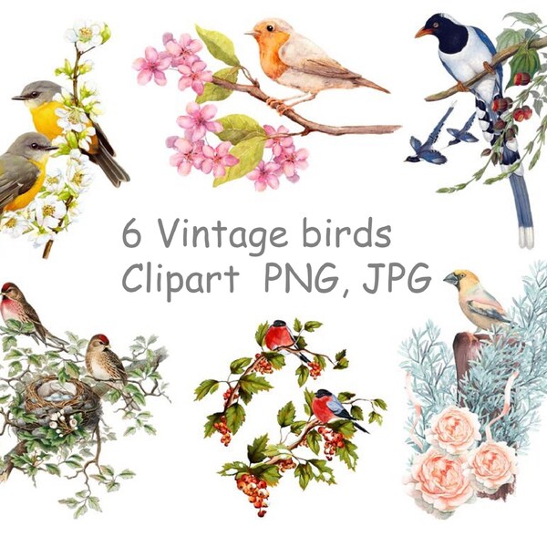 Clip Art Birds - Etsy