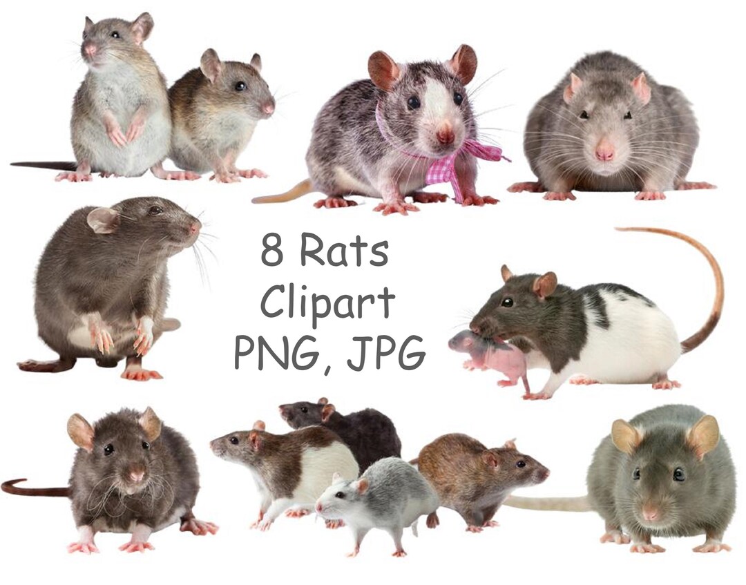 Rat Clipart PNG, Mouse PNG, Cute Animal Clipart With Transparent ...