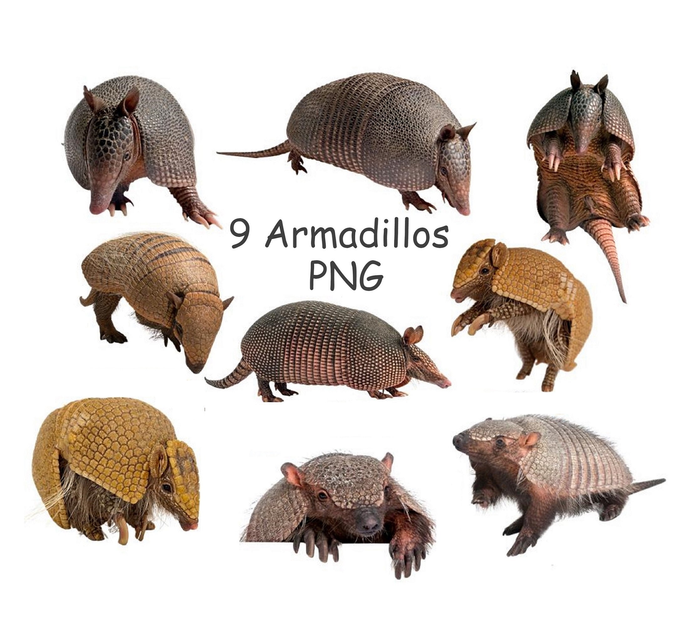Armadillo PNG Cute Animal Clipart With Transparent - Etsy Australia