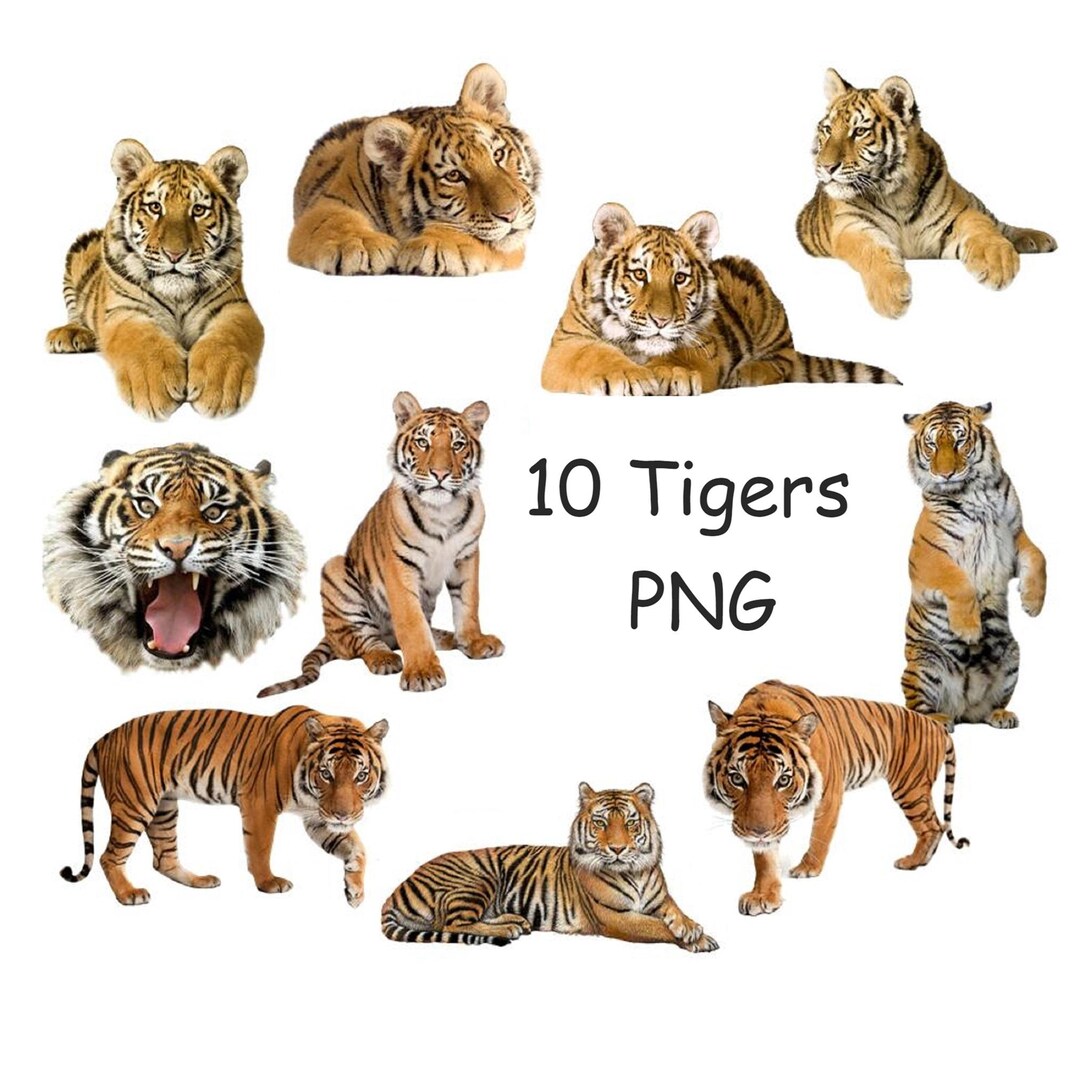 Tiger Clipart, Safari Animals Clipart, Jungle Animals PNG With ...