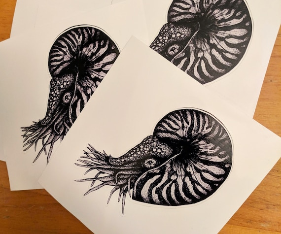 Nautilus Sticker | Etsy