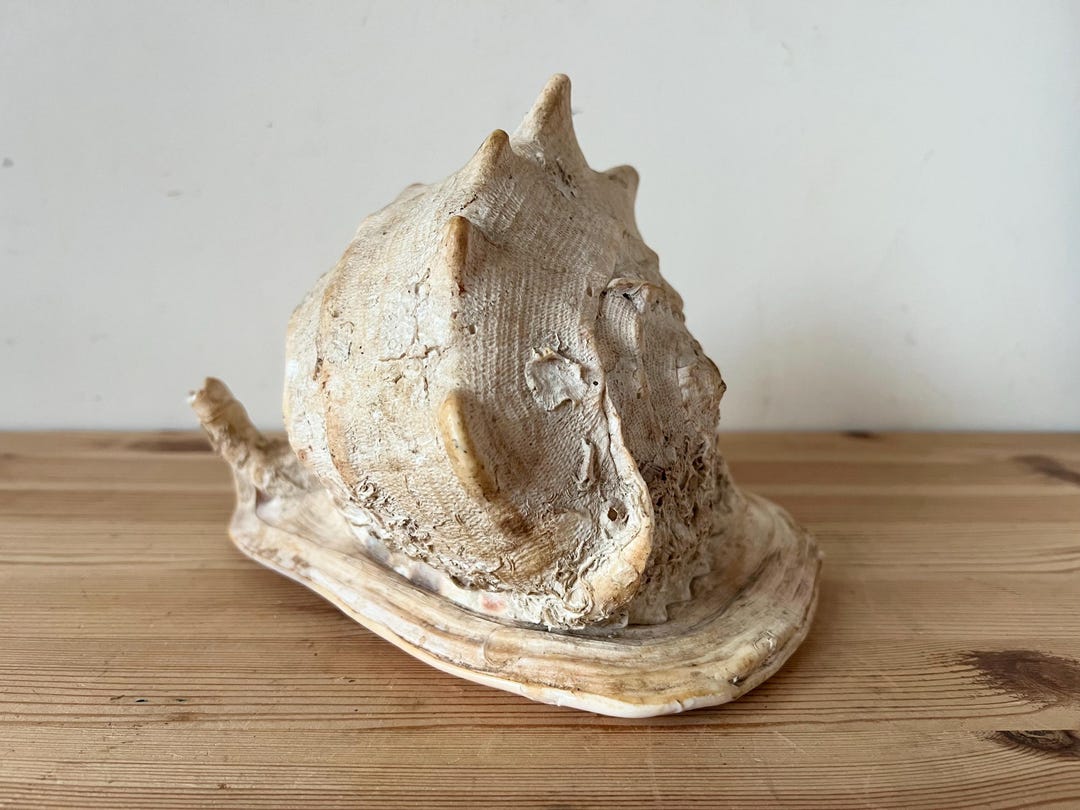 Large Helmet Conch Shell Horned Seashell Weathered 8 X 6 Nautical No ...
